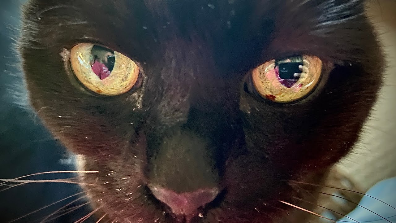 Queen Ming Ming Can Dance If She Wants To - YouTube