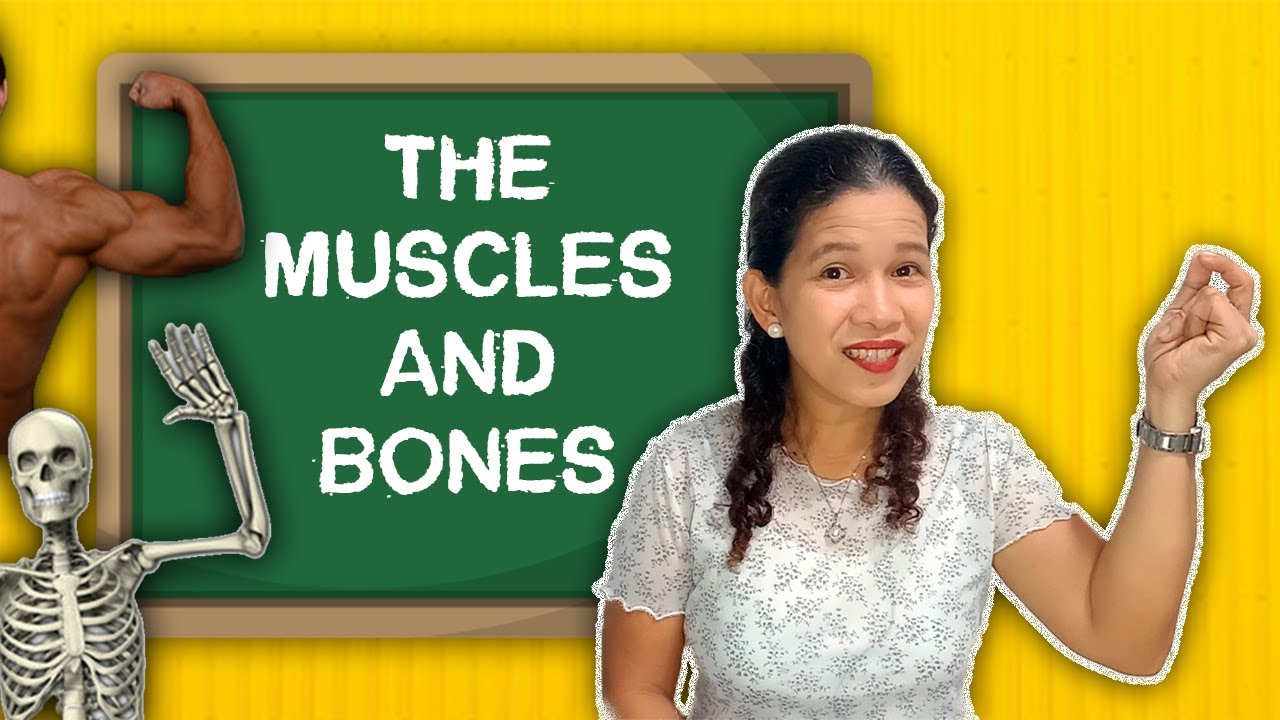 Internal Parts of our Body : The Muscles & Bones | Science for Kinder ...