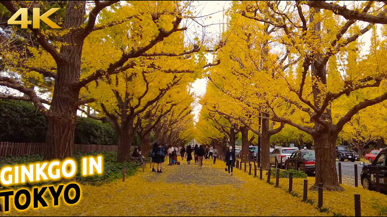 Lots of ginkgo trees yellow paradise in TOKYO, Japan [4K ASMR] - YouTube