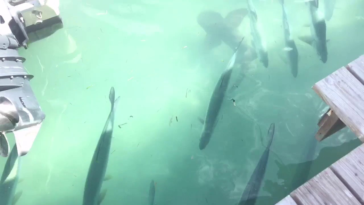 Tarpon and Sharks at Robbie's- Islamorada - YouTube