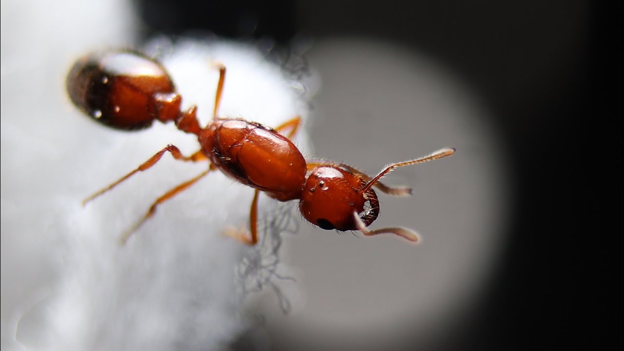 2020 Ant Room Tour! - YouTube