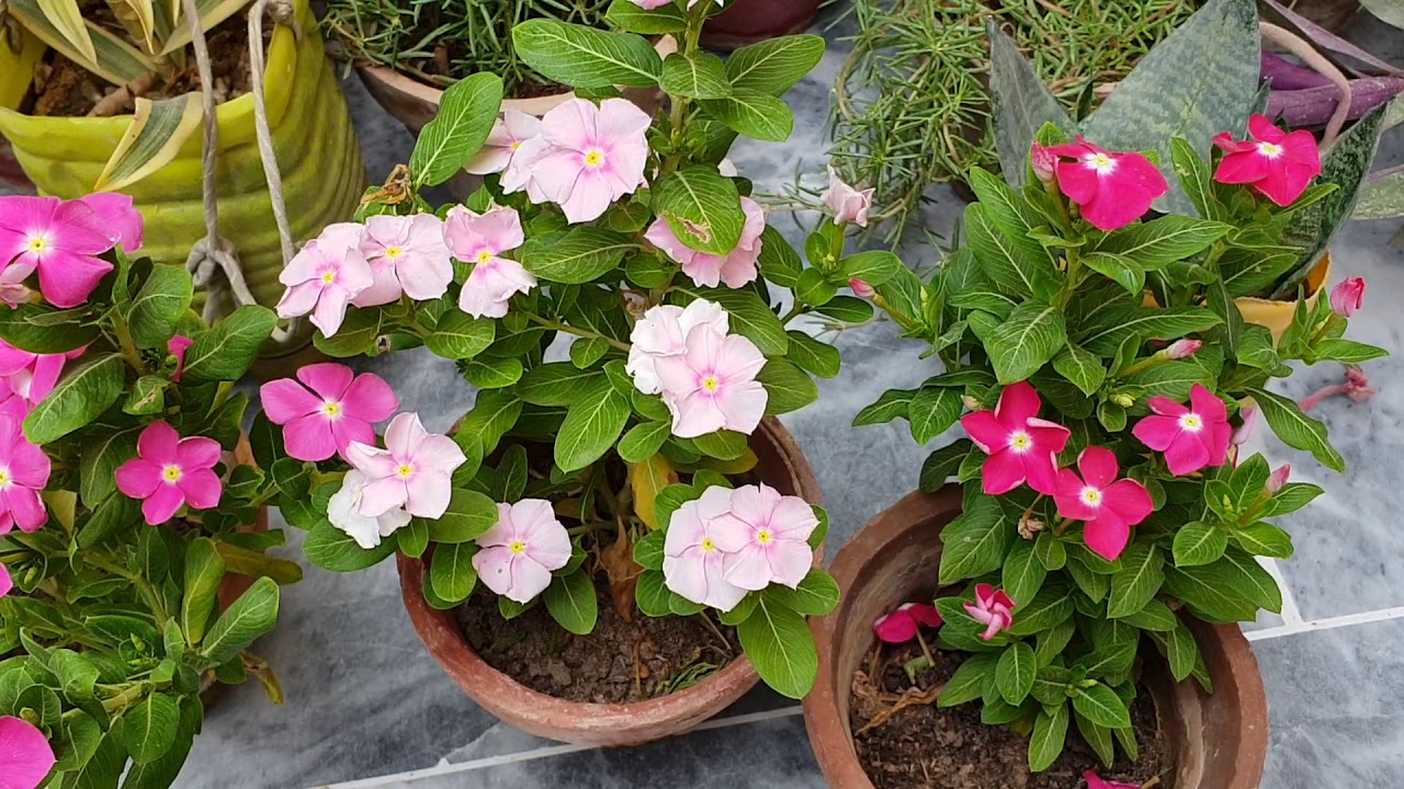 Vinca plant, Sadabahar, Grow &Care Tips in Rainy Season (Urdu/Hindi ...