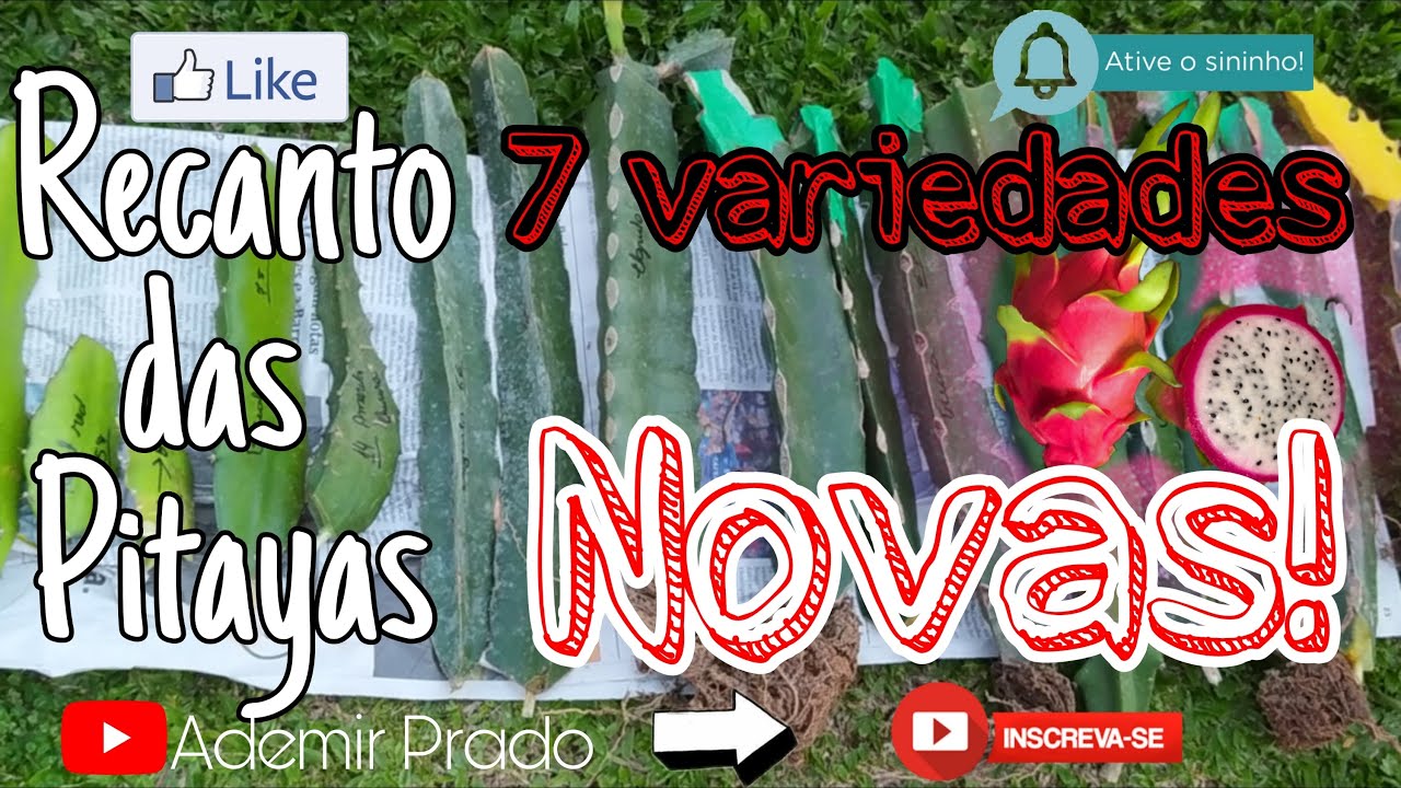 Mais 7 variedades de Pitaya!! Recanto das Pitayas - YouTube