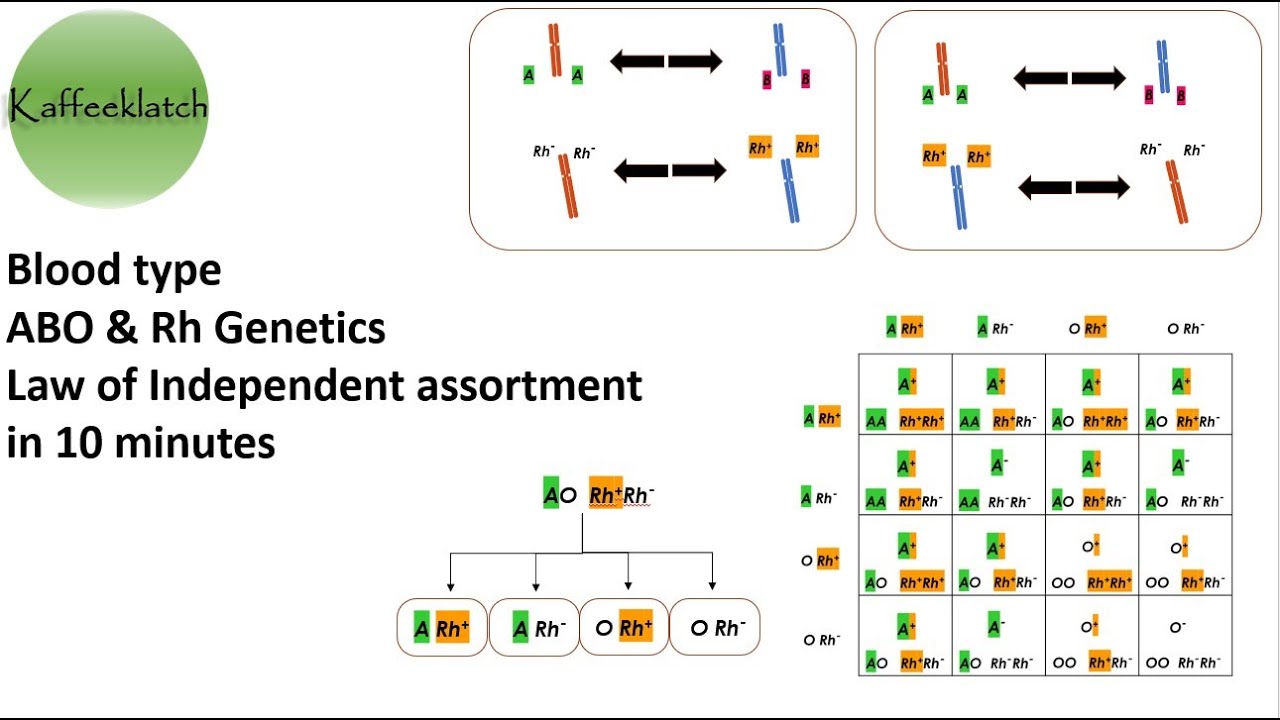 Blood type ABO & Rh Genetics ; Law of independent assortment - YouTube