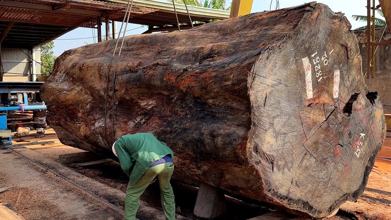 I'm a PRO Woodcutter and I Cut 2 HUGE Trees with the World's Largest ...