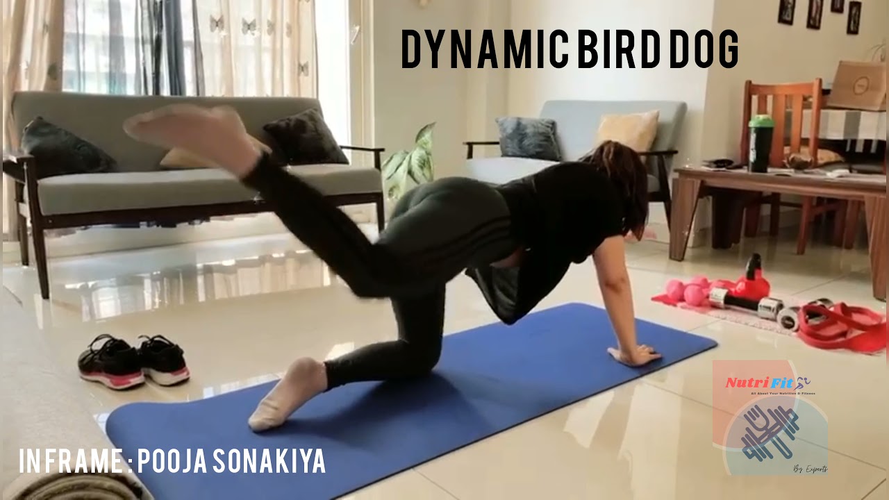 Dynamic Bird Dog - Home Workout - Beginner Level - Dynamic Exercise ...