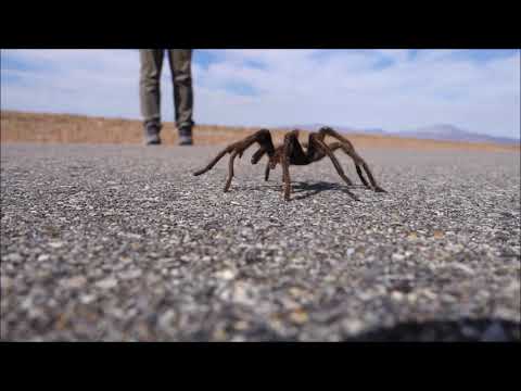Tarantula, the movie