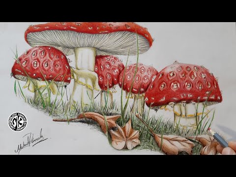Zehirli Sinek Mantarı Çizimi. (Fly Agaric Drawing)