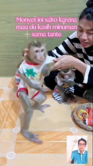 Monyet joget karena mau di kasih minuman sama tante #monkey #cute # ...