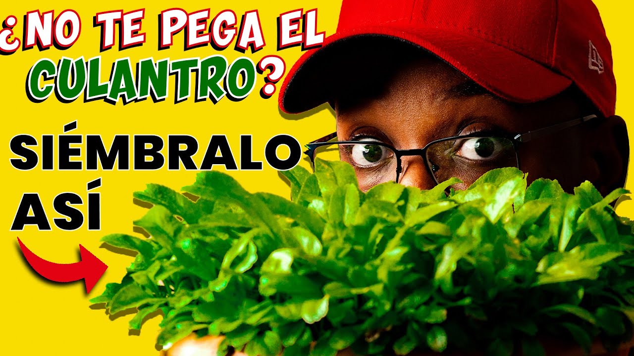 ️Como sembrar CULANTRO o RECAO en casa, la forma más FÁCIL - YouTube