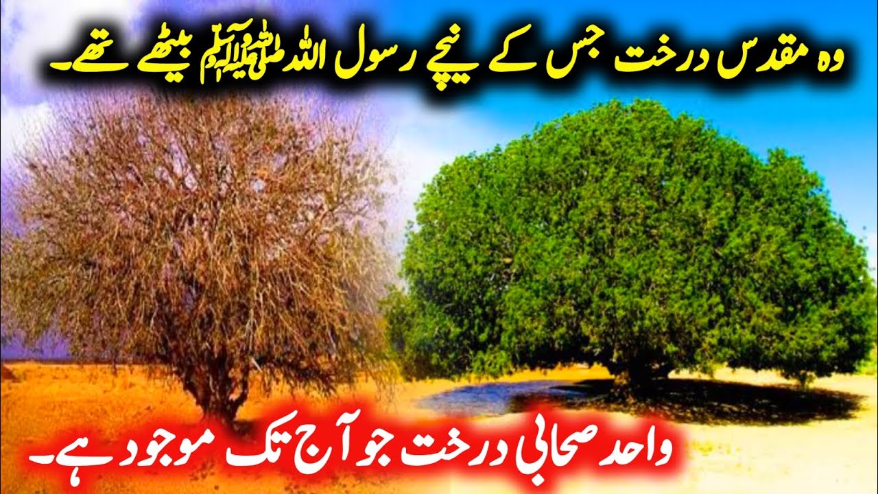 Hazrat Muhammad SAW Ka Sahabi Darakht | The Blessed Tree in Jordan ...