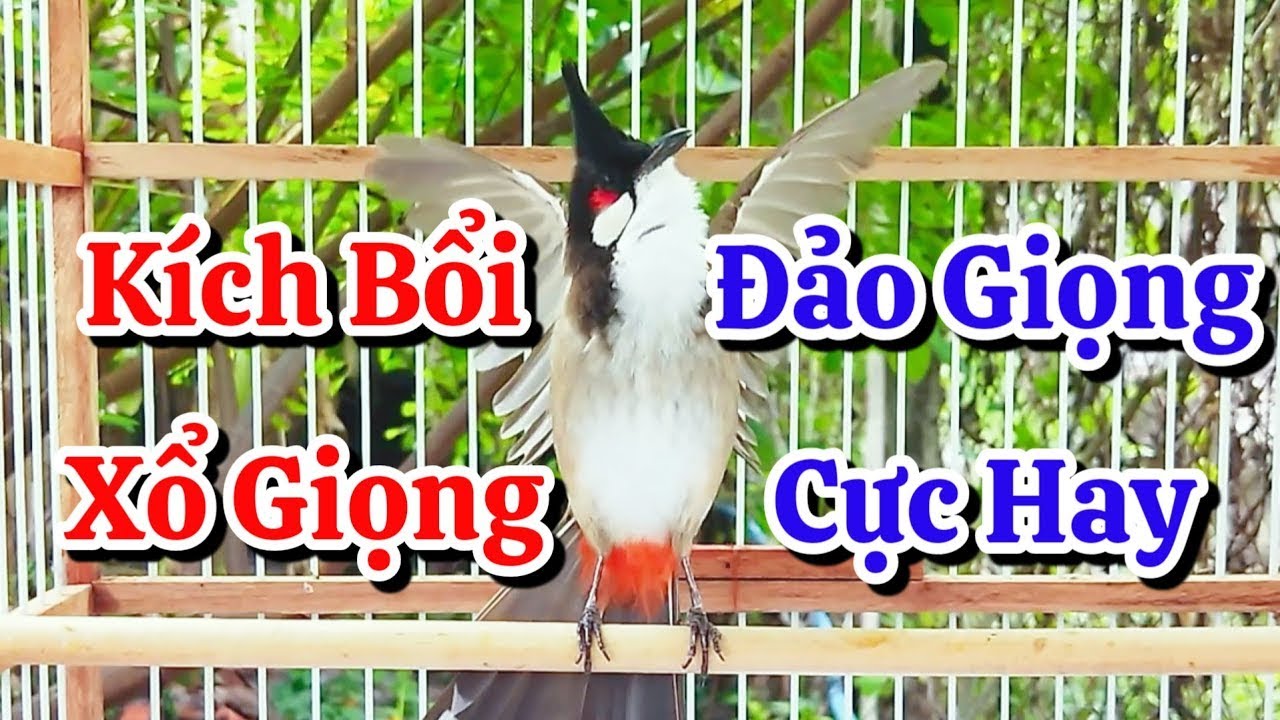 Luyện cho chào mào bổi hót | luyện giọng chào mào hót sáng kích bổi hót ...