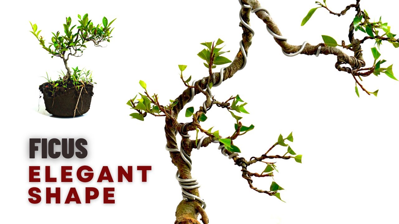 Simple Treatment For Ficus Elegant Shape - YouTube