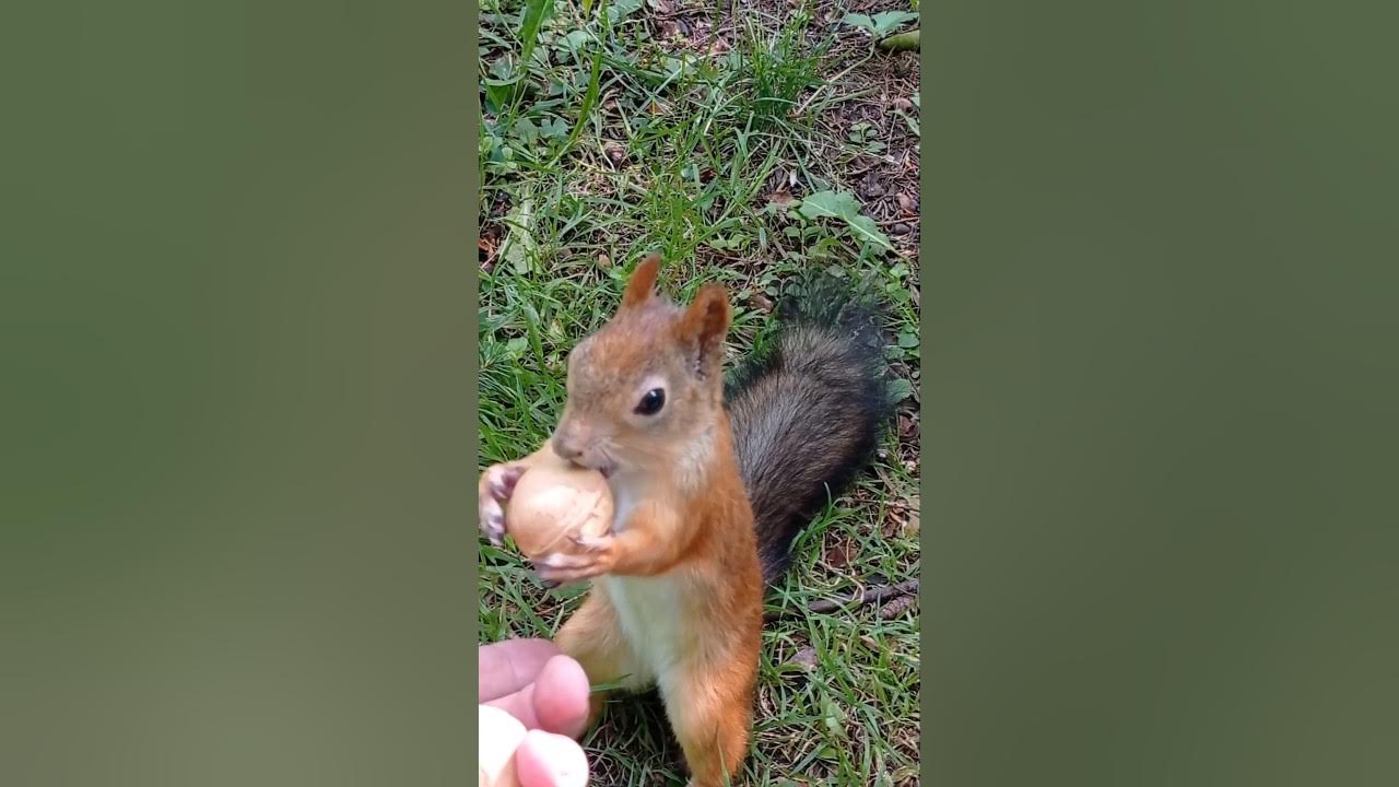 Белка с 🌰орехами. - YouTube