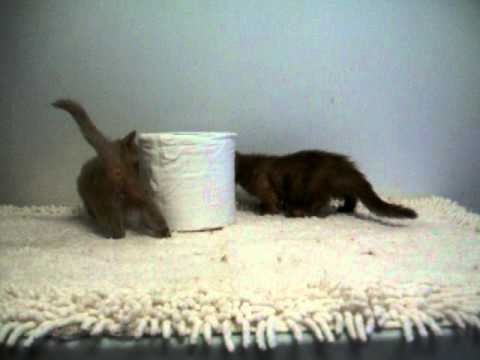Teacup Munchkin kittens - YouTube