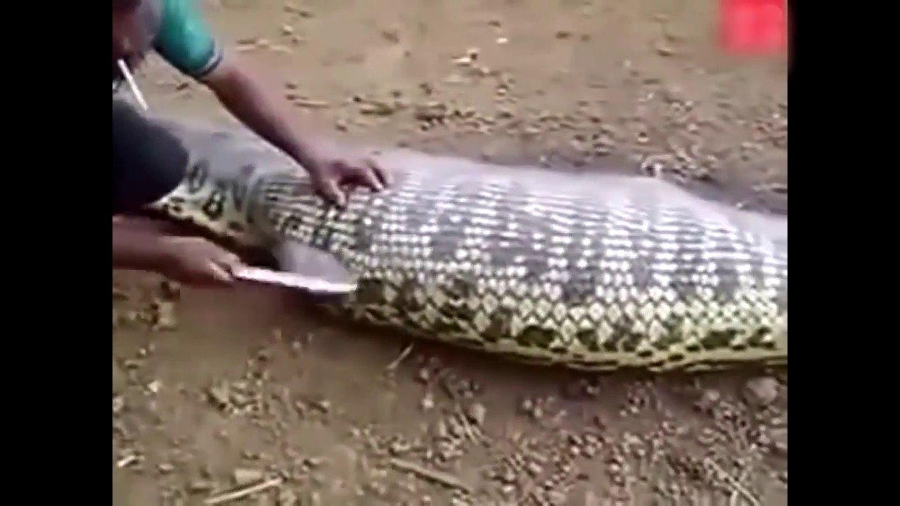 A man cut a big snake with knife "See What Is happening" ? - YouTube