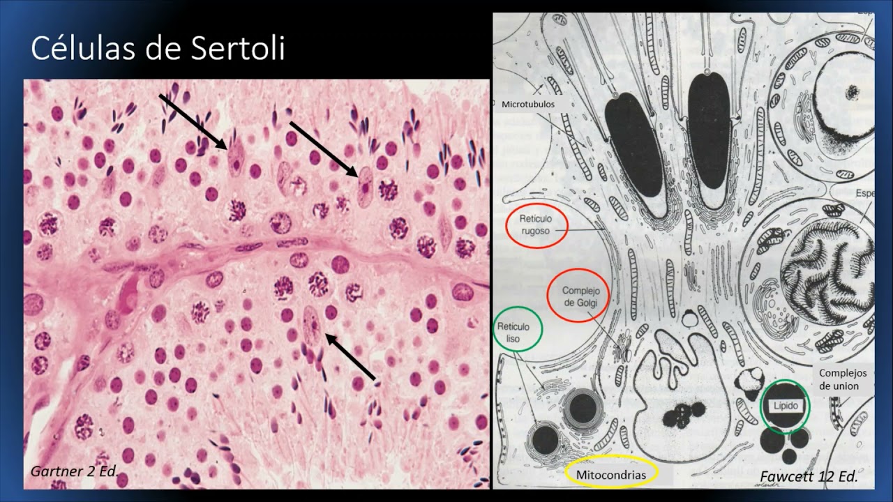 Células De Sertoli Histología - RETOEDU