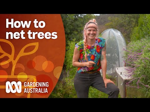 How To Harvest Netted Fruit Trees