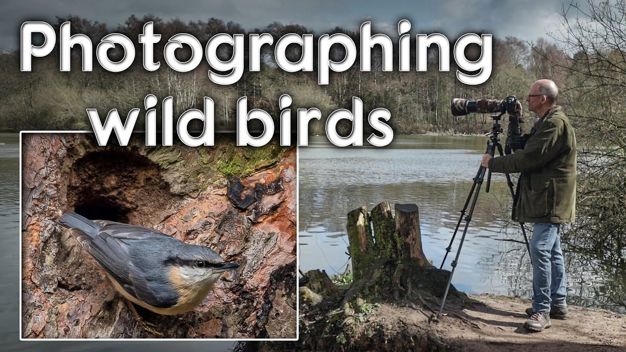 Photographing wild birds at my local nature reserve - YouTube