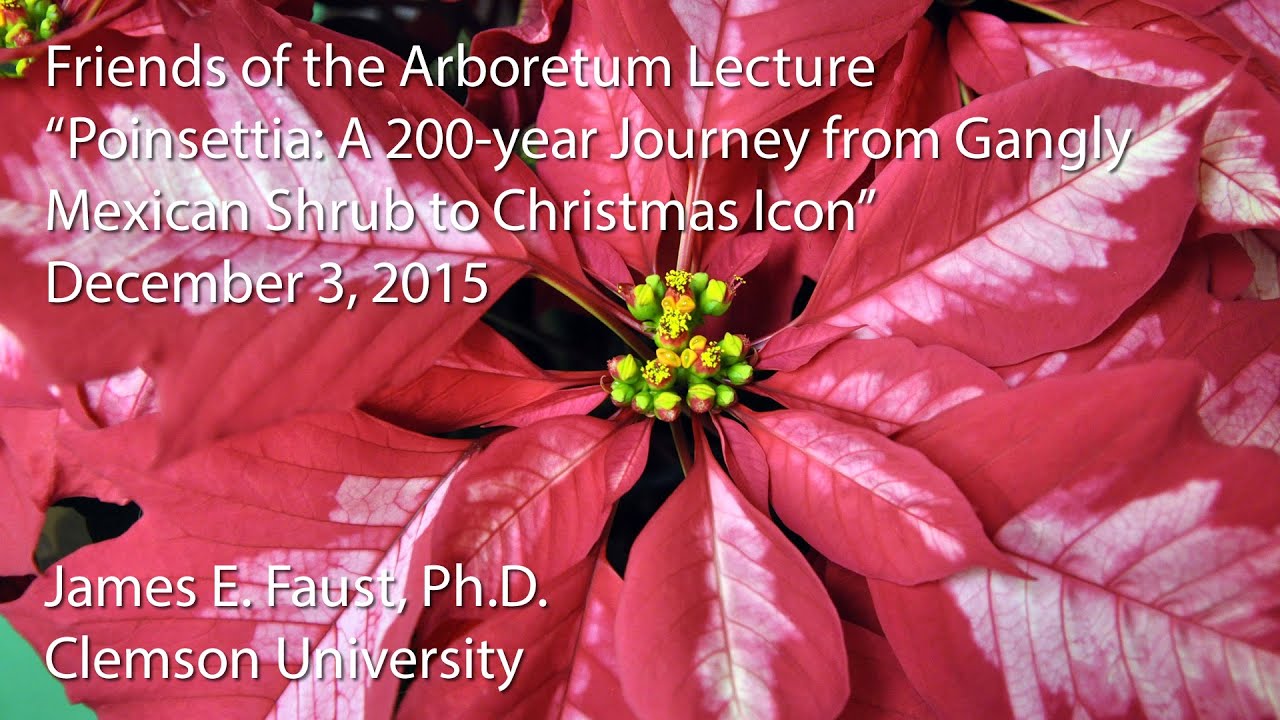 "Poinsettia: A 200-year Journey from Gangly Mexican Shrub to Christmas ...