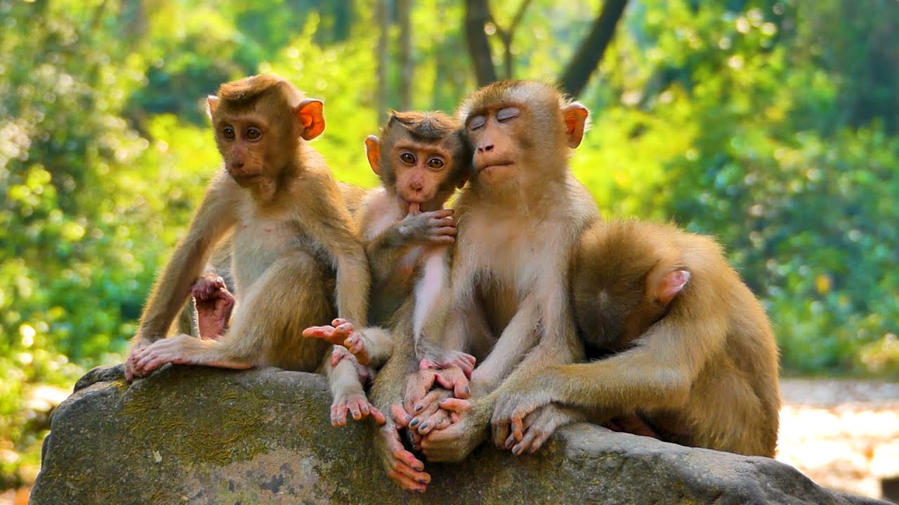 Wow! Monkey Nori Attempted To Display Her Hunger By Requesting Milk ...