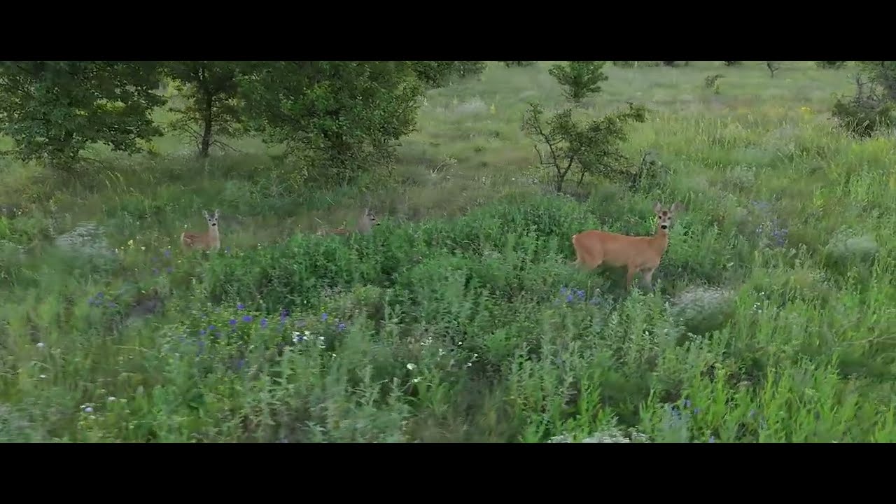 Roe deer, moose and wild boars - YouTube
