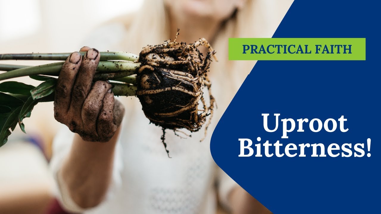 The Roots of Bitterness - Recognize, Confess, Uproot! Find Healing for ...