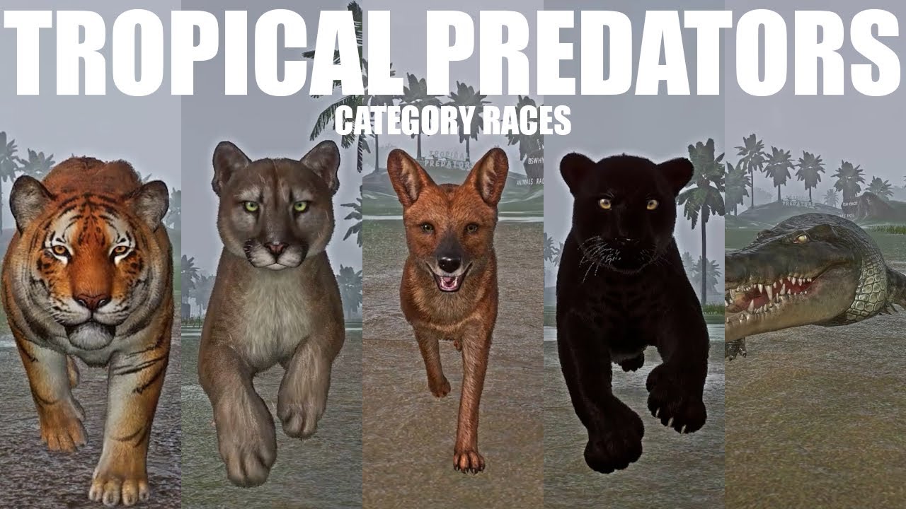 Tropical Predators Category Races in rainy weather in Planet Zoo ...