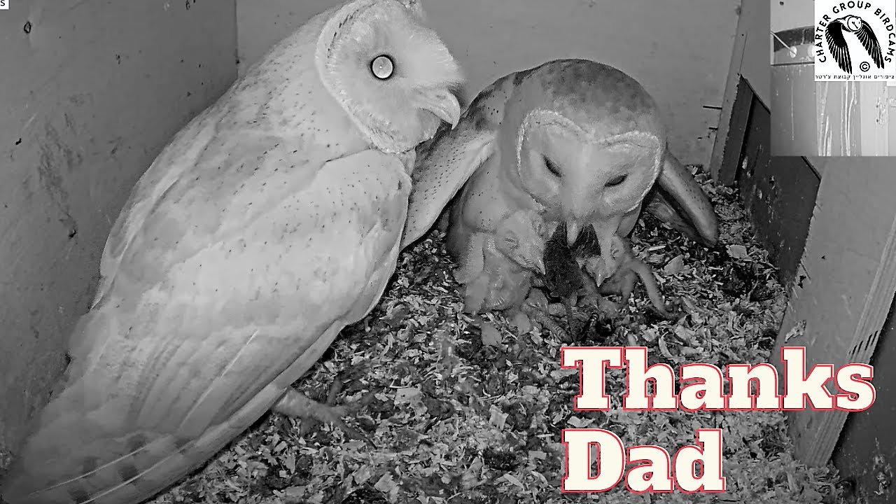 Amazing to watch: Barn owl Dad delivers his family dinner. - YouTube