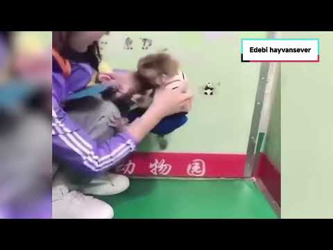 Maymun kavgası, tutmayın küçük enişteyi 😂