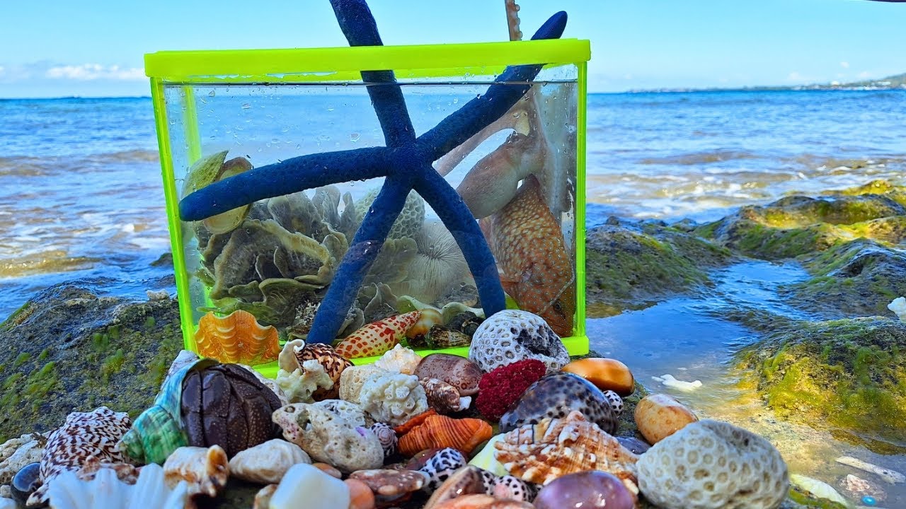 Incredible octopus catch! Tangkapan gurita luar biasa, hermit crab ...