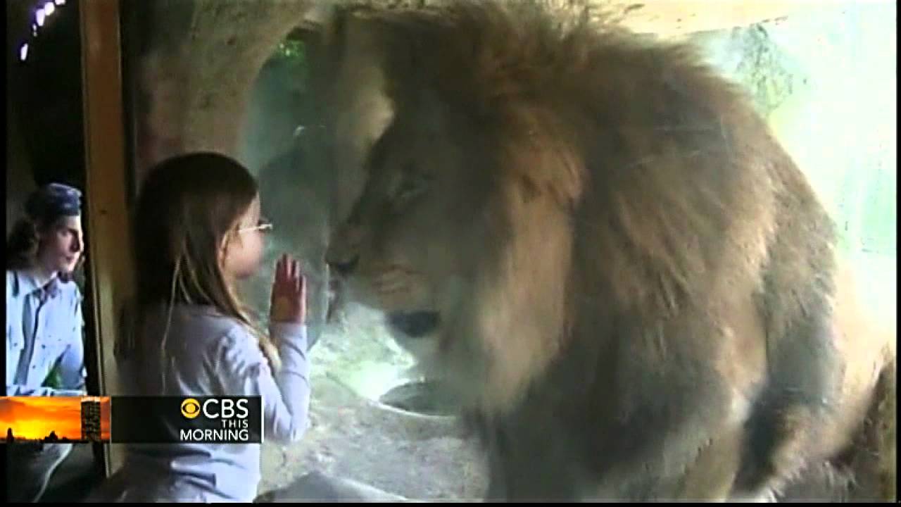 Little girl stays brave in encounter with lion - YouTube
