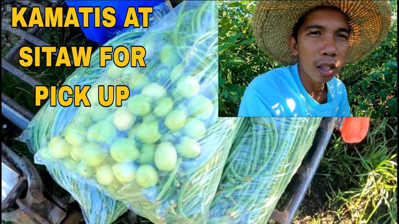 KAMATIS SITAW HARVEST - YouTube