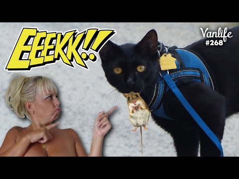 VANLIFE #268 - Mouse infestation in Aspen, CO - YouTube