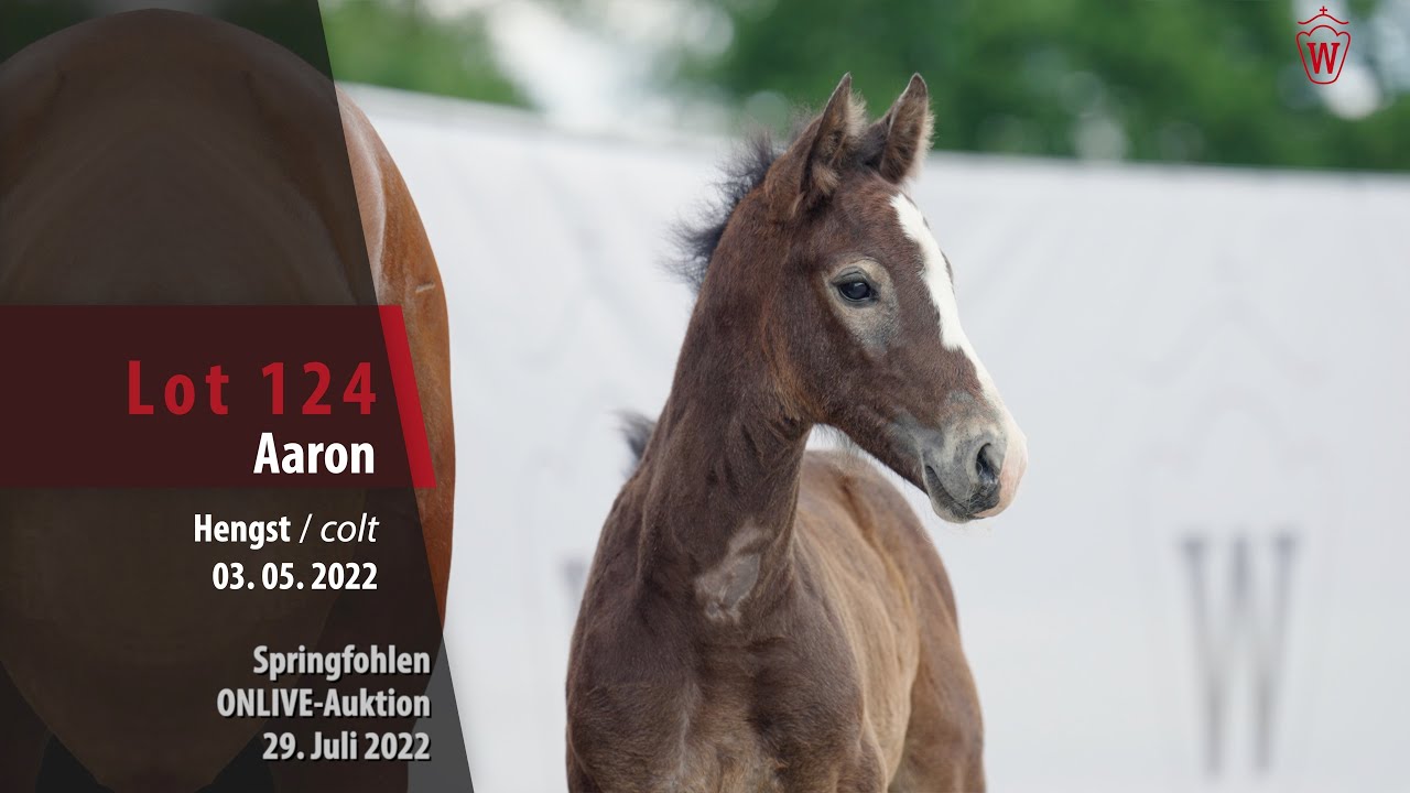 OnLive-Auktion Lot 124 Aaron Hengst v. Aviador - Cornado I - YouTube