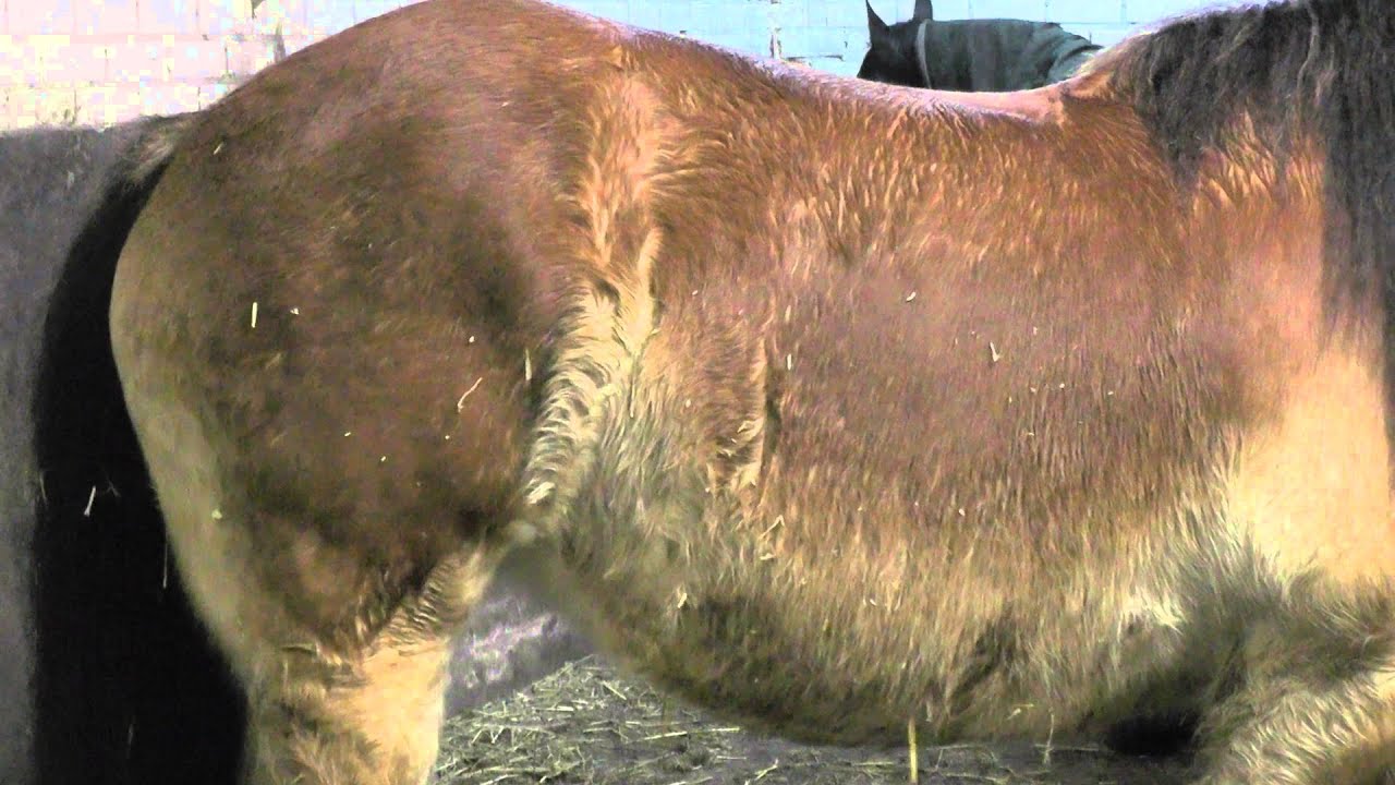 Day 249 ~ Foal Movements! - YouTube
