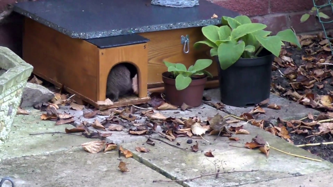Nesting Hedgehog - YouTube