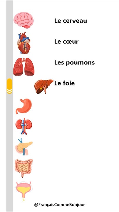 Les organes du corps humain || VOCABULAIRE français (Human body Organs ...