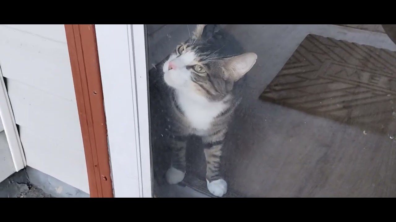 Lord Alfred Christopher Wellington III Cat is Angry He Can't Open the ...