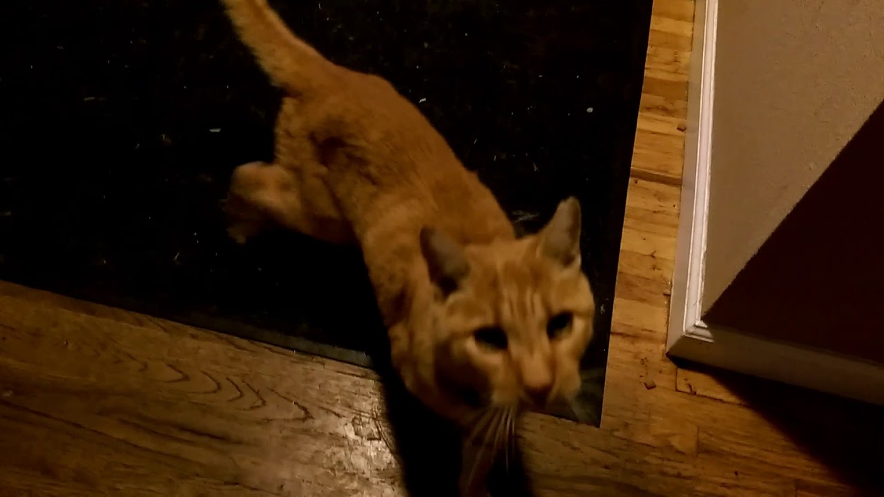 Tobias the cat- update 10-18 (healthier!) - YouTube