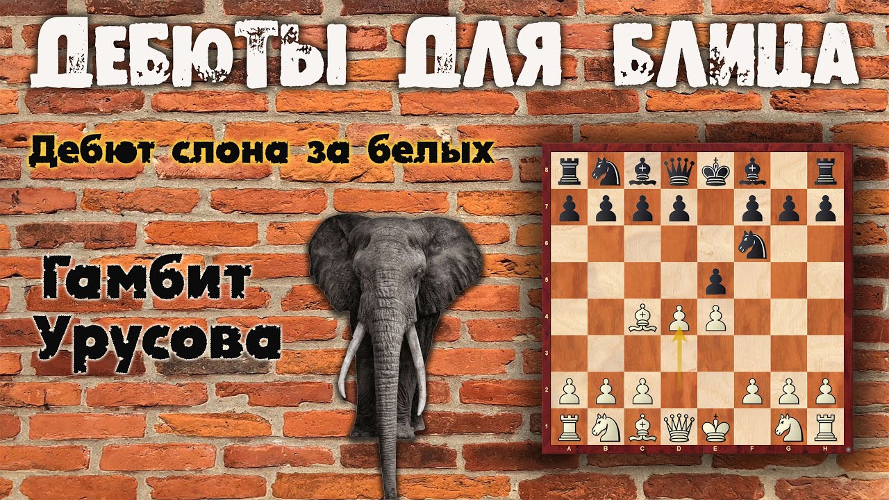 Дебют слона за белых Гамбит Урусова Youtube