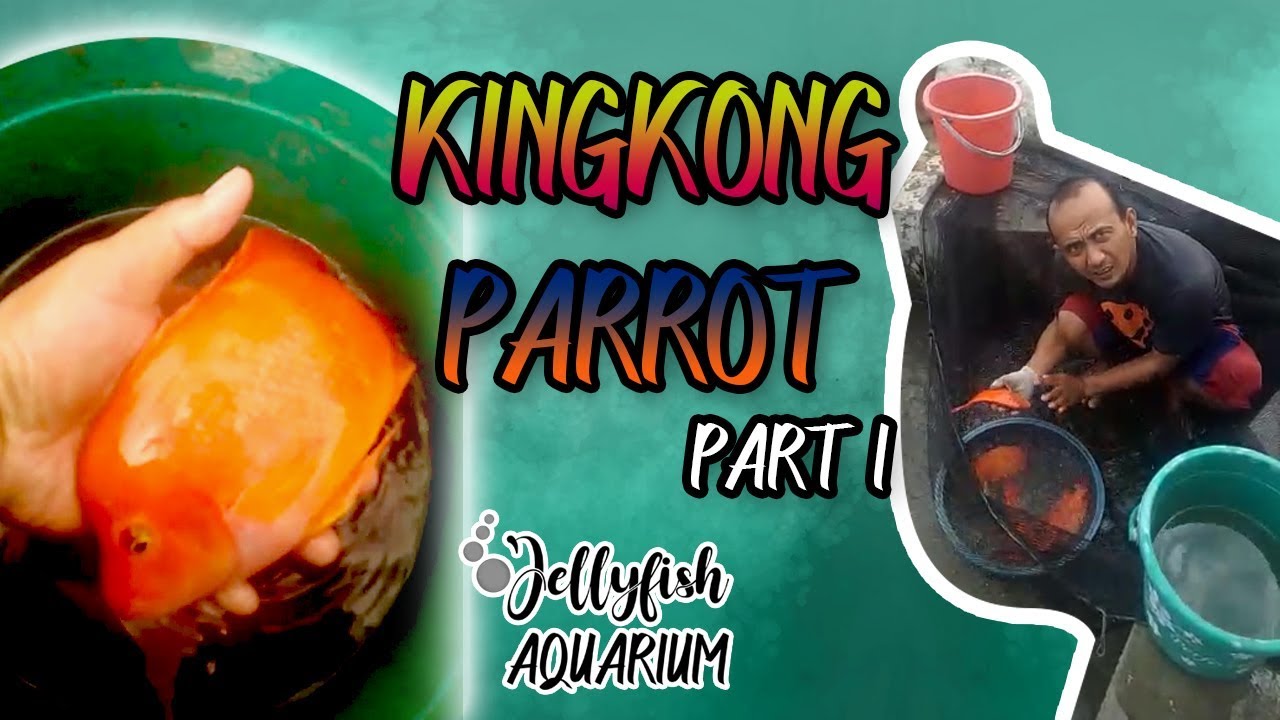 Kingkong Parrot(Red Mammon) Part 1 - YouTube