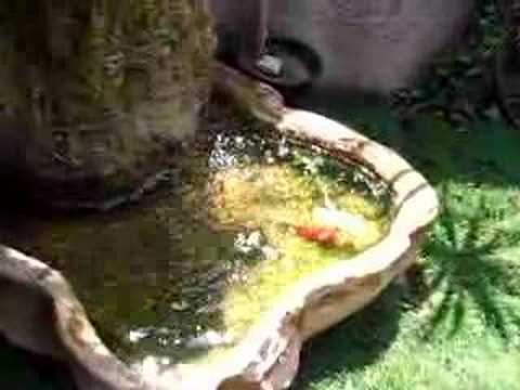 Fuente con peces - YouTube