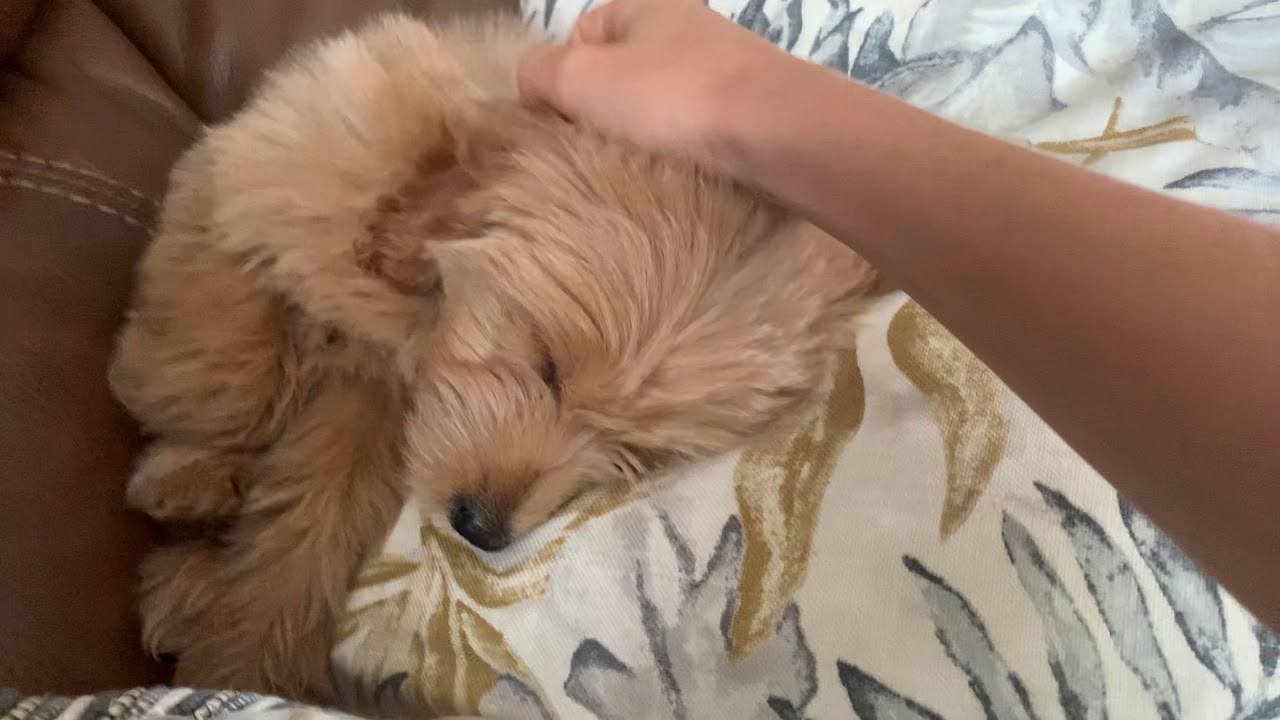 goldendoodle puppy sleeping super cute - YouTube