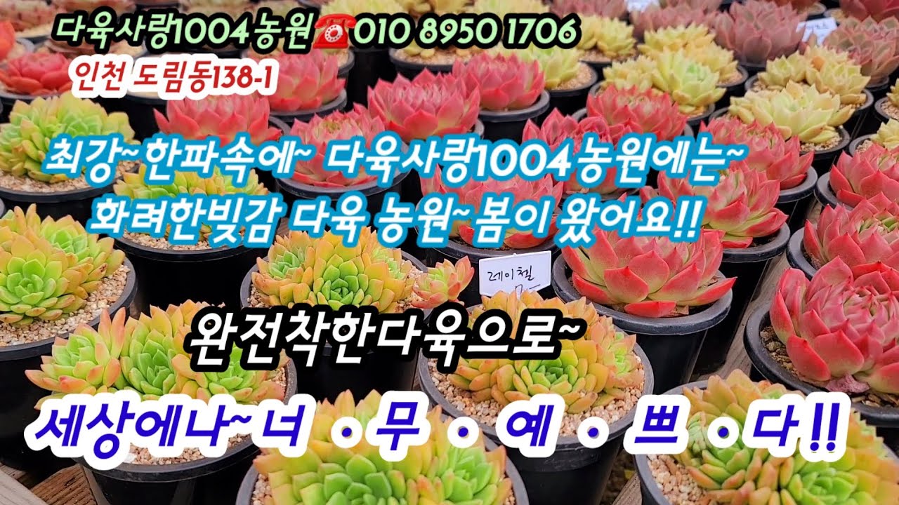 다육사랑1004농원에 신상화려한빛감다육으로 준비해주셨어요~너무예쁜 다육들이 여기다있어요 가격도짱유료광고포함 Youtube