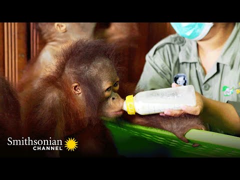 Mornings Are a Busy Time at the Nursery 🍼 Orangutan Jungle School | Smithsonian Channel