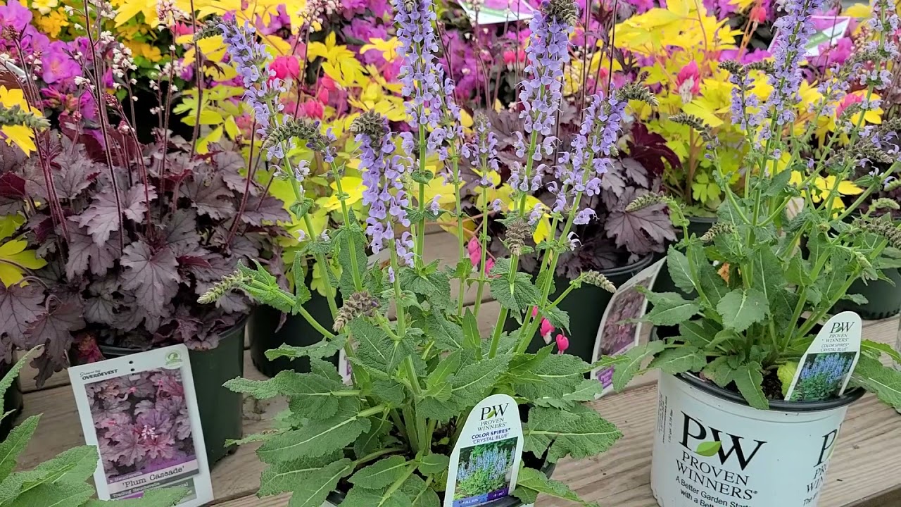 Salvia Color Spires® Crystal Blue // Outstanding Proven Winners ...