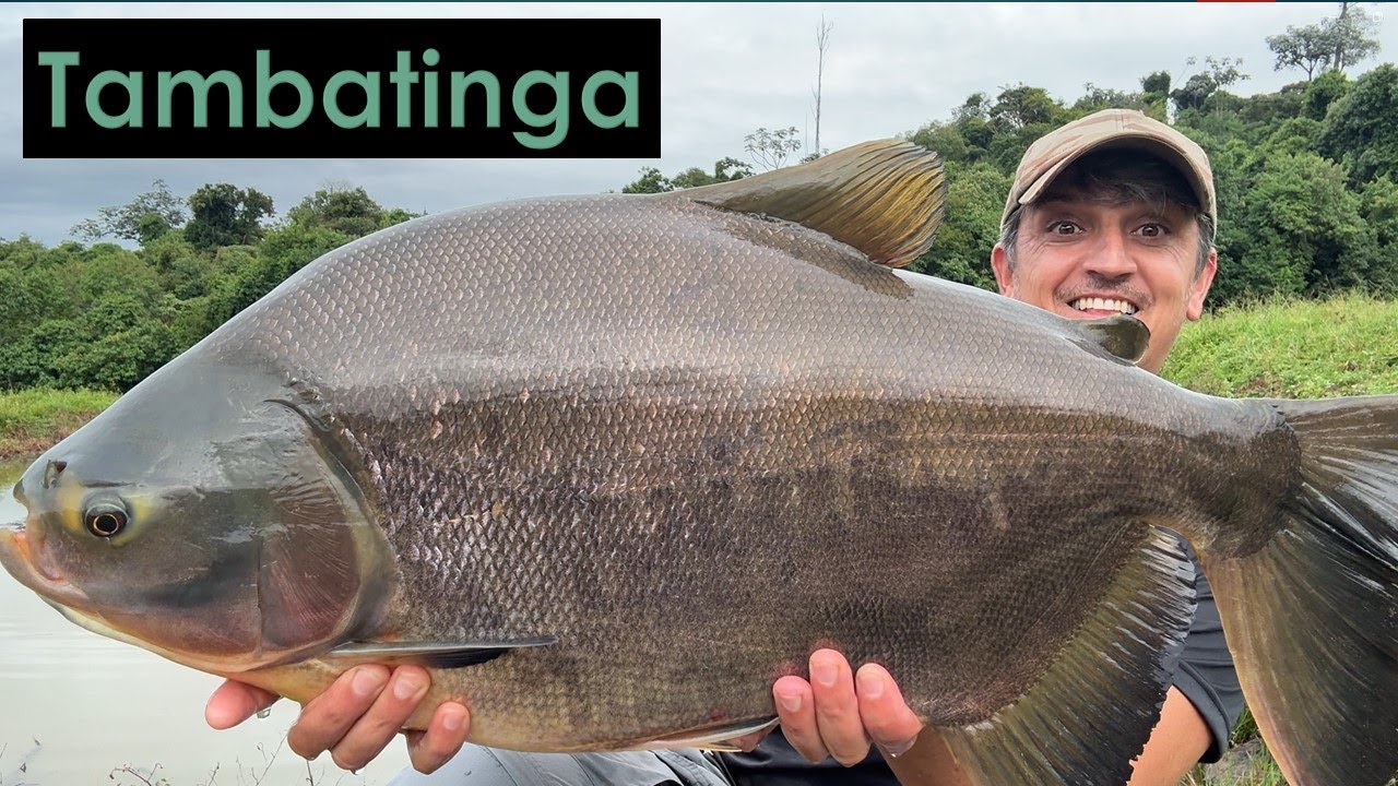 Peixes para Piscicultura! Tambatinga!! - YouTube