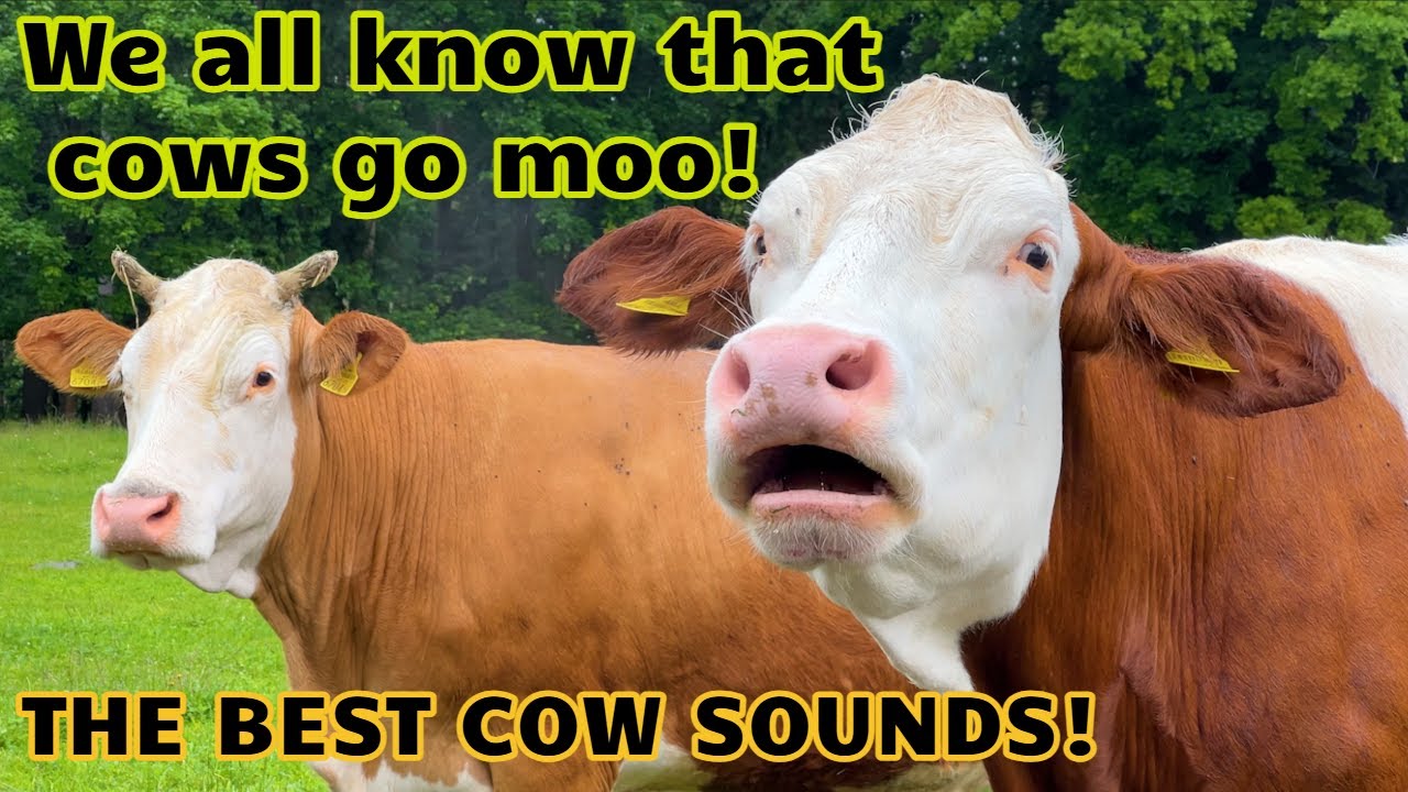 Best cow mooing! Our Simmental cows grazing on green meadows with all ...