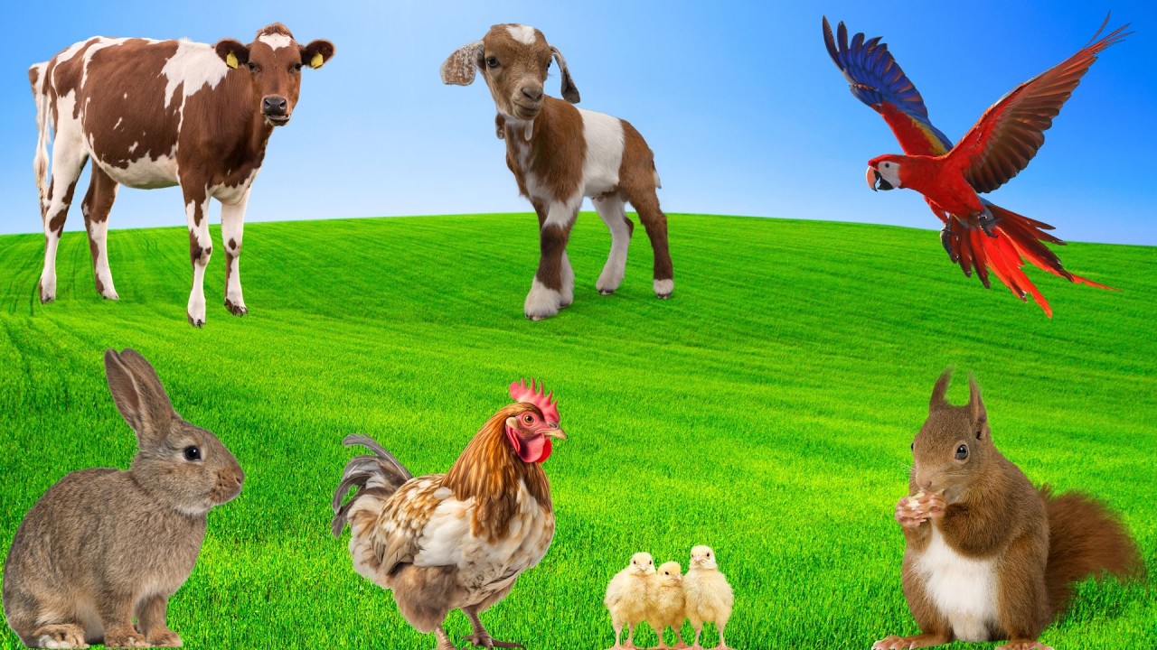 Playful Small Animals - Squirrels, Rabbits, Hamsters, Chicks, Parrots ...